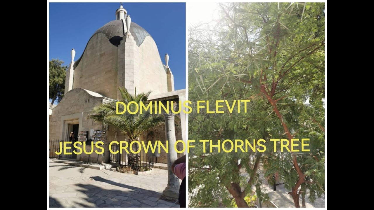 V#30: Jesus Crown of Thorns Tree still exist in Jerusalem?/Dominus ...