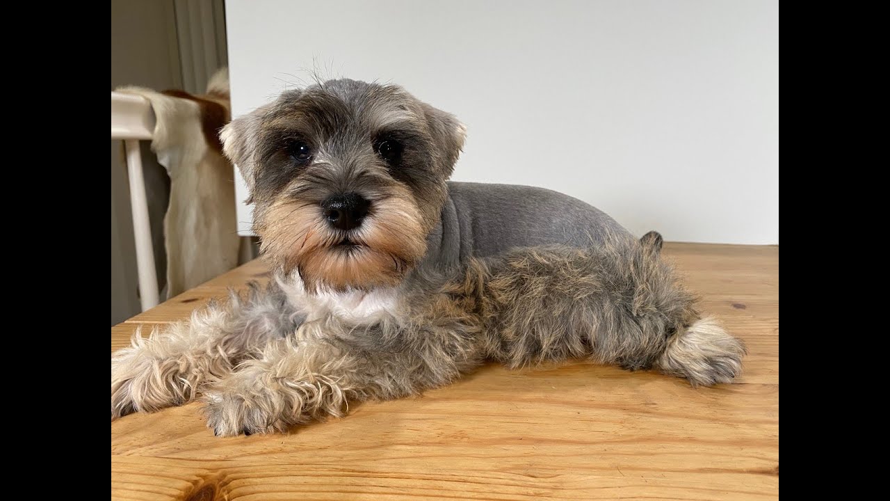 Miniature Schnauzer puppy No.5-1 female - YouTube