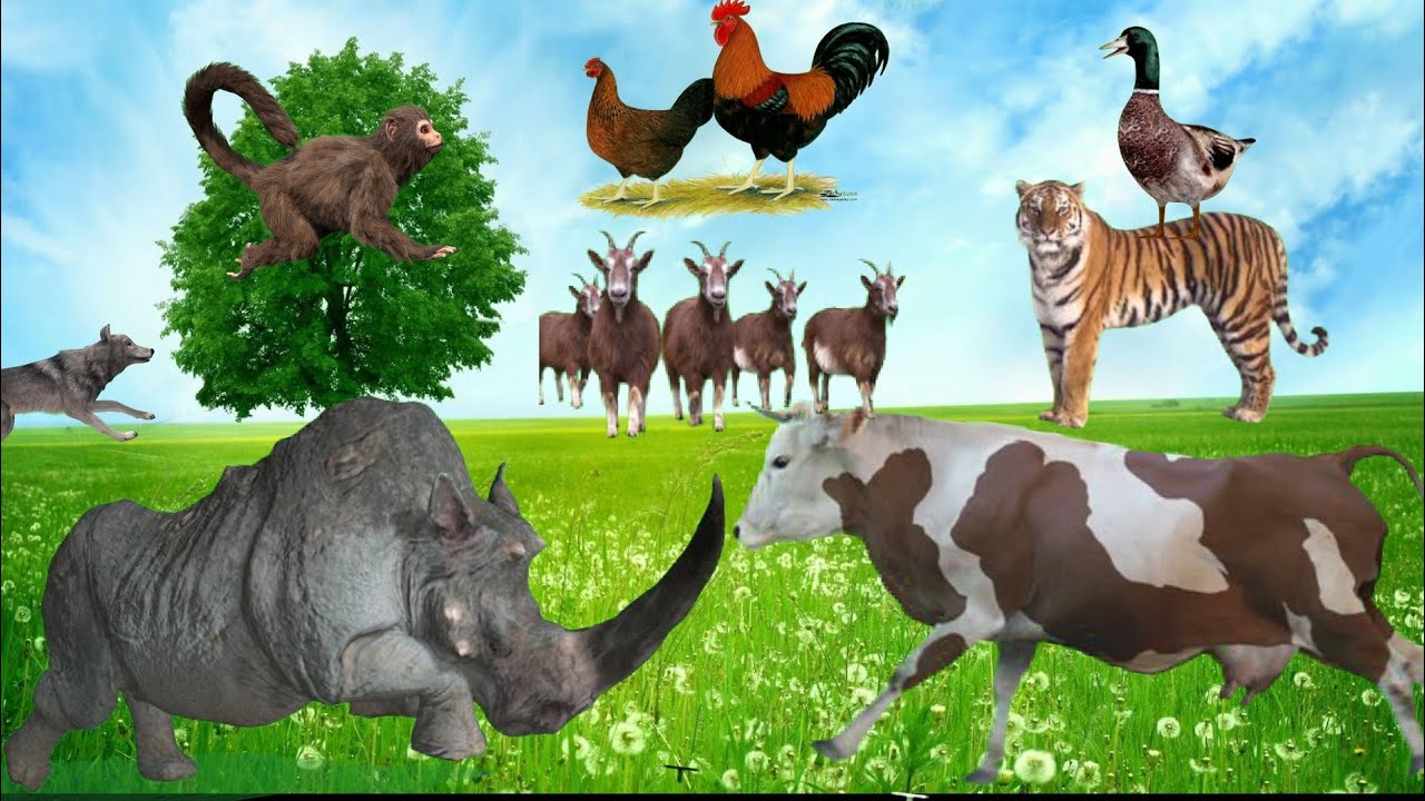 lively animal moment Rooster cow,rhino,duck, butterfly, elephant ...