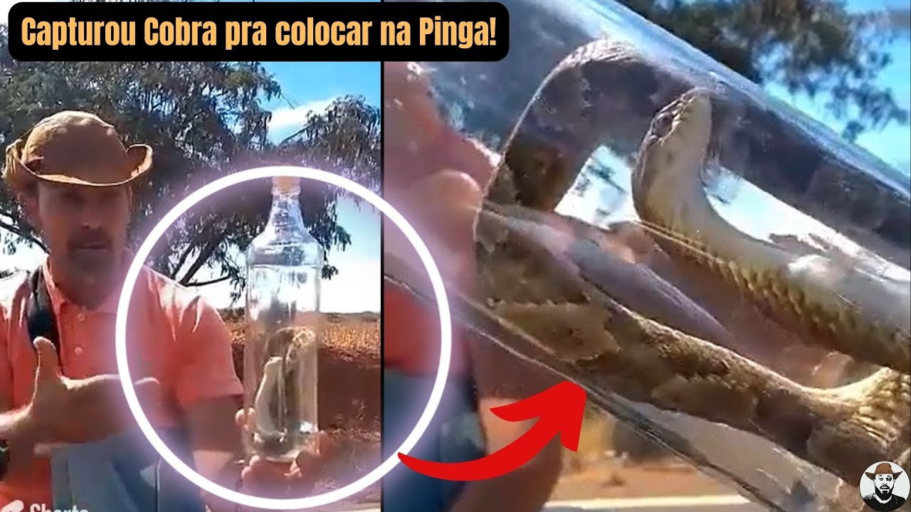 Capturou Cobra pra colocar na cachaça - YouTube