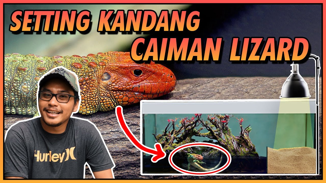 SETUP KANDANG CAIMAN LIZARD SI KADAL AIR ! BIKIN PALUDARIUM ?! - YouTube
