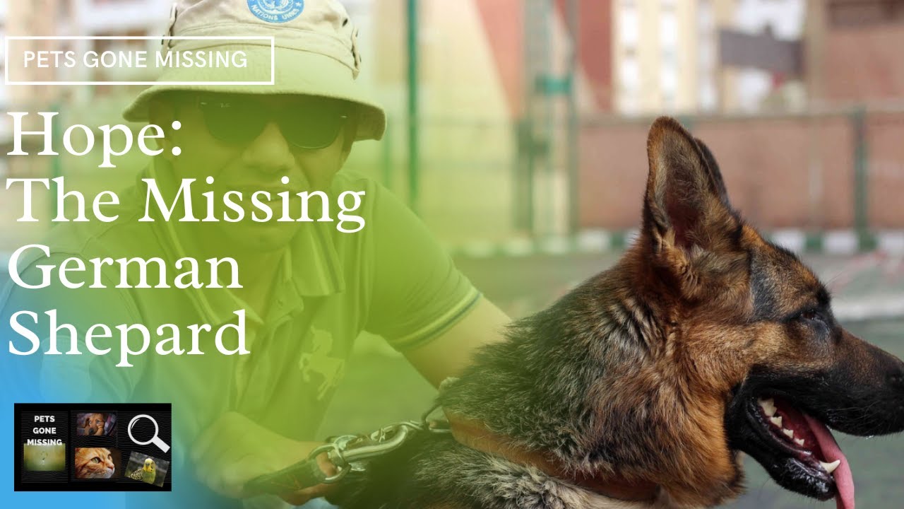 Hope - Missing German Shepard | Pets Missing Owners | Lost Dogs - YouTube