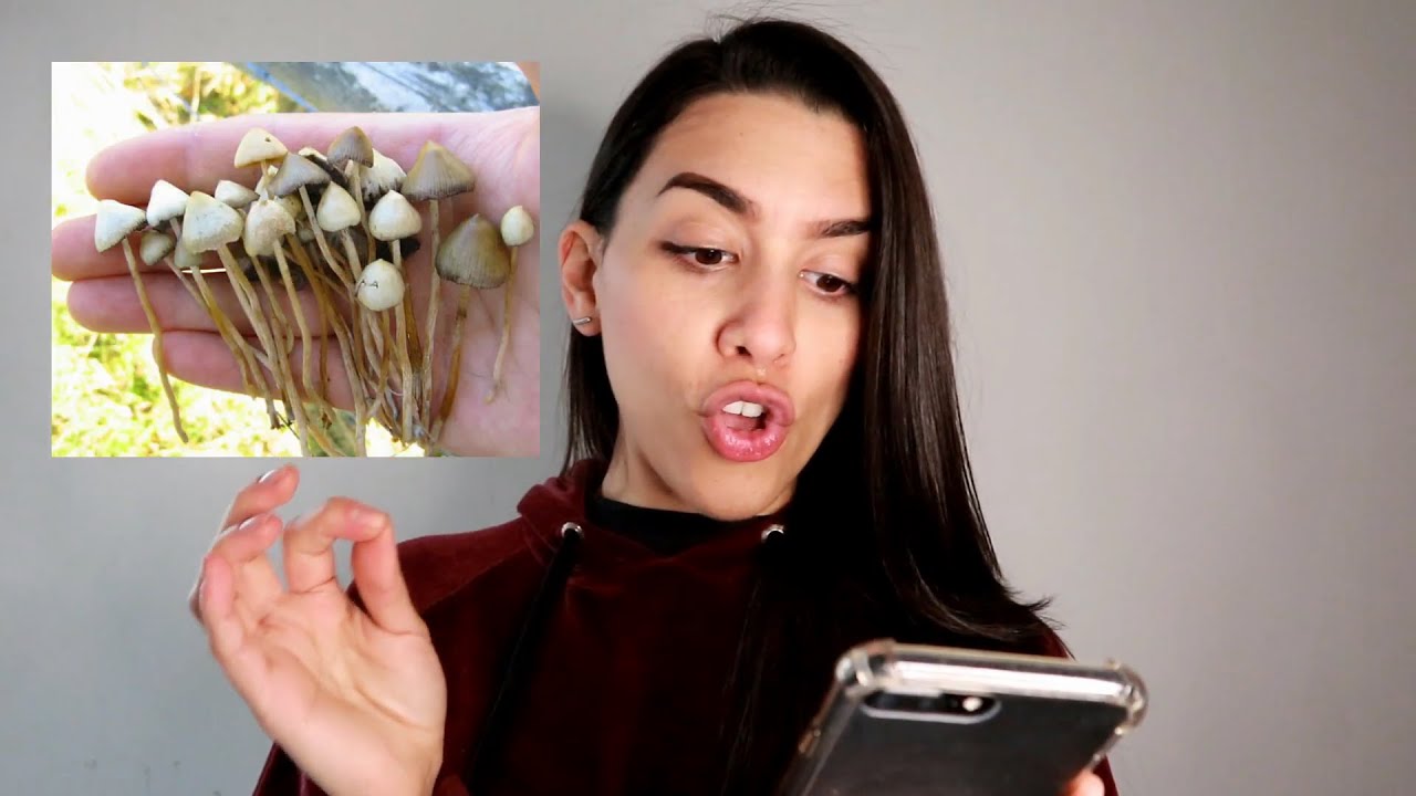 Que comprendí en esta experiencia? | Post Hongos Psylocibe Cubensis ...