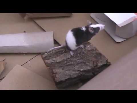 HOW TO TEACH YOUR MICE TO STOP BITING YOU! - YouTube