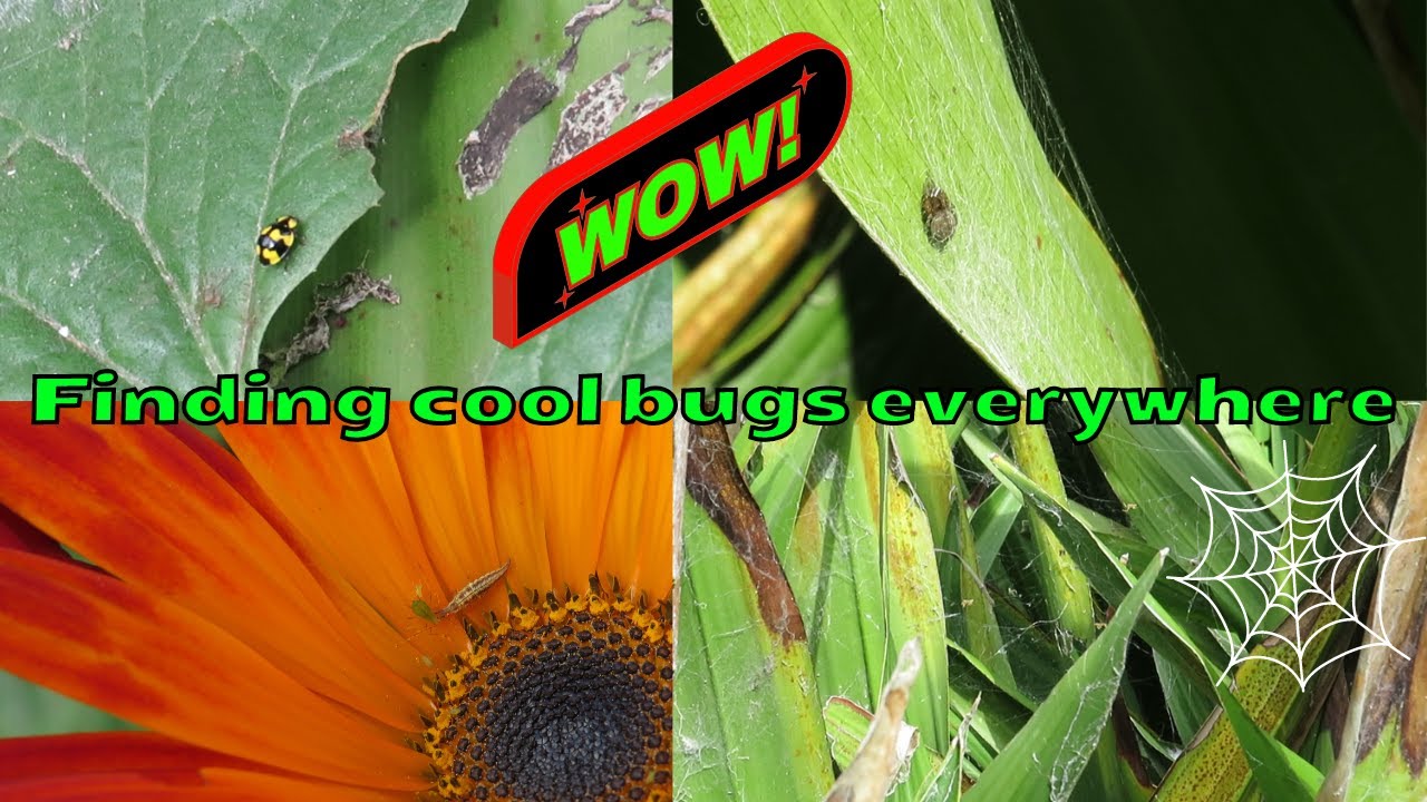 Finding lots of cool bugs including a lacewing larva in a garden filled ...