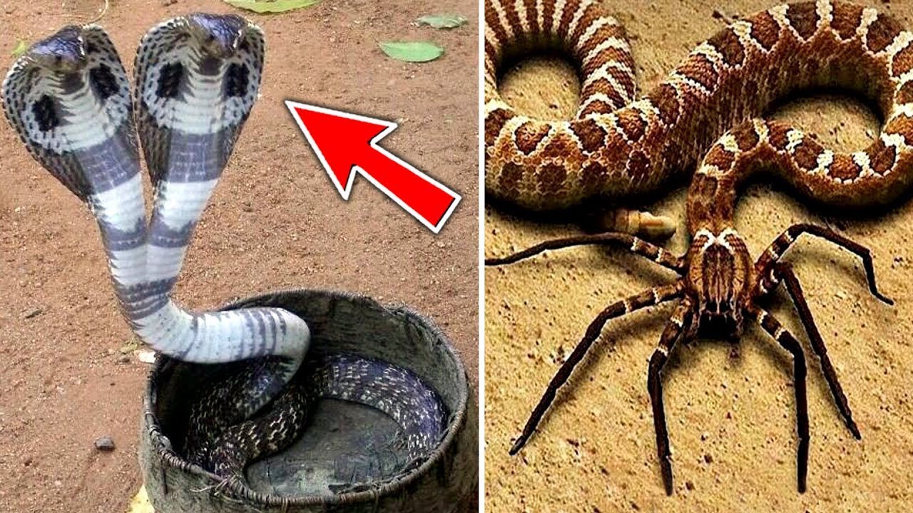 Top 10 Rarest Snakes in the World | Rarest Snakes - YouTube