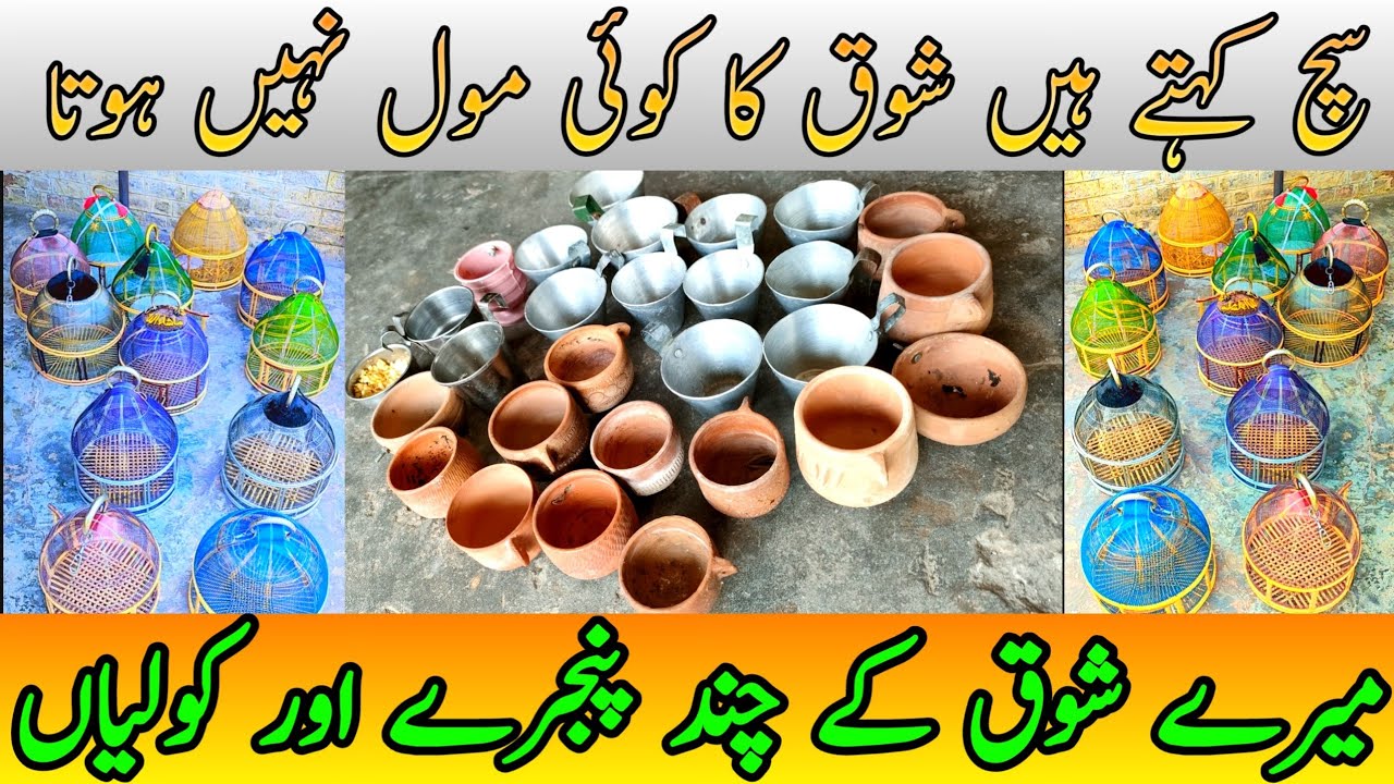 The Black Francolin Cage | Kala Teetar k Pinjray | Beautiful Bird Cage ...