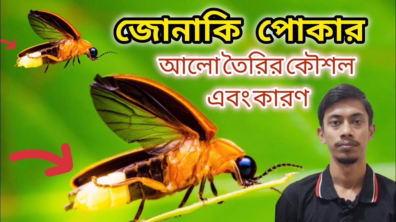জোনাকি পোকা যেভাবে আলো তৈরি করে || Mystery of the firefly's light || Tanvir Uddin Khan || 2025 ...