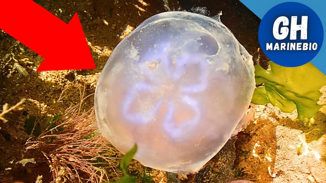 I Found a JELLYFISH in a Rock Pool! - YouTube