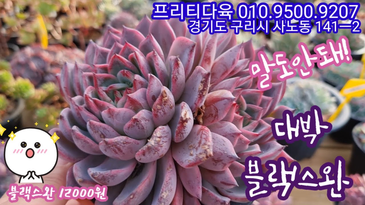 블랙스완 왕사이즈 왕대박 피사로미니자수정도 왕사이즈오늘은 프리티데이 신상다육 소개합니다 프리티다육 0109500
