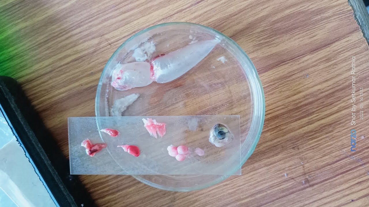 Fish Organs || Practical || MSc Zoology - YouTube