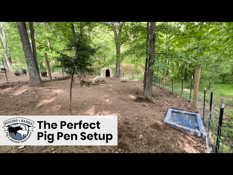 The Perfect Pig Pen Setup for Pet Pigs