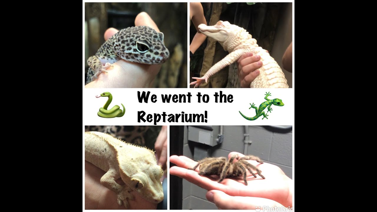 Brian barczyk’s reptarium. - YouTube