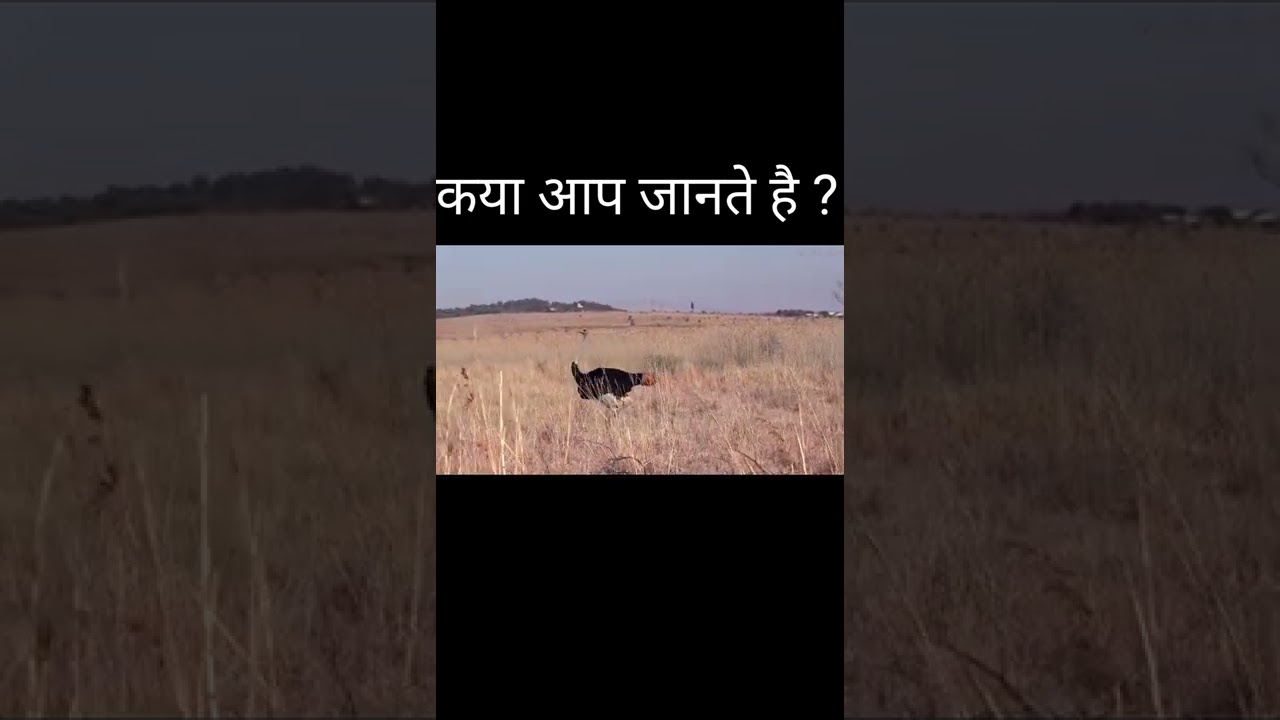 Ostrich Brain - YouTube