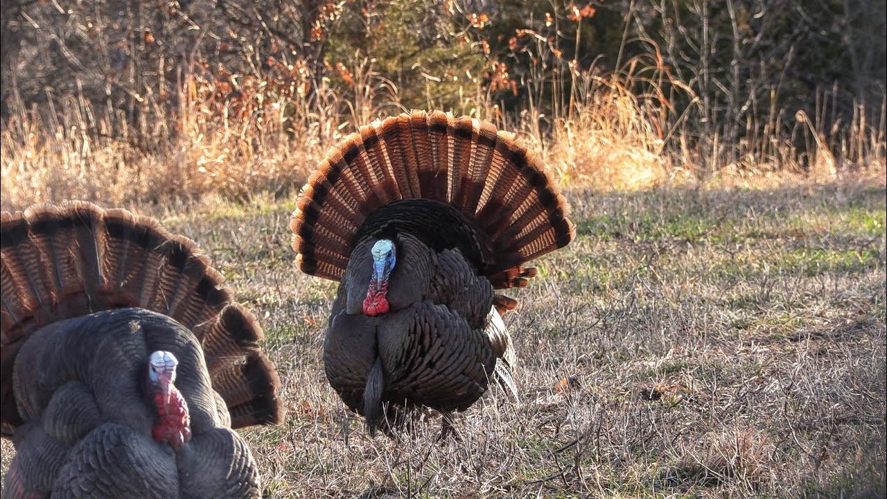 Iowa Youth Turkey Hunt - 410 single shot smash for Peyton’s first ...