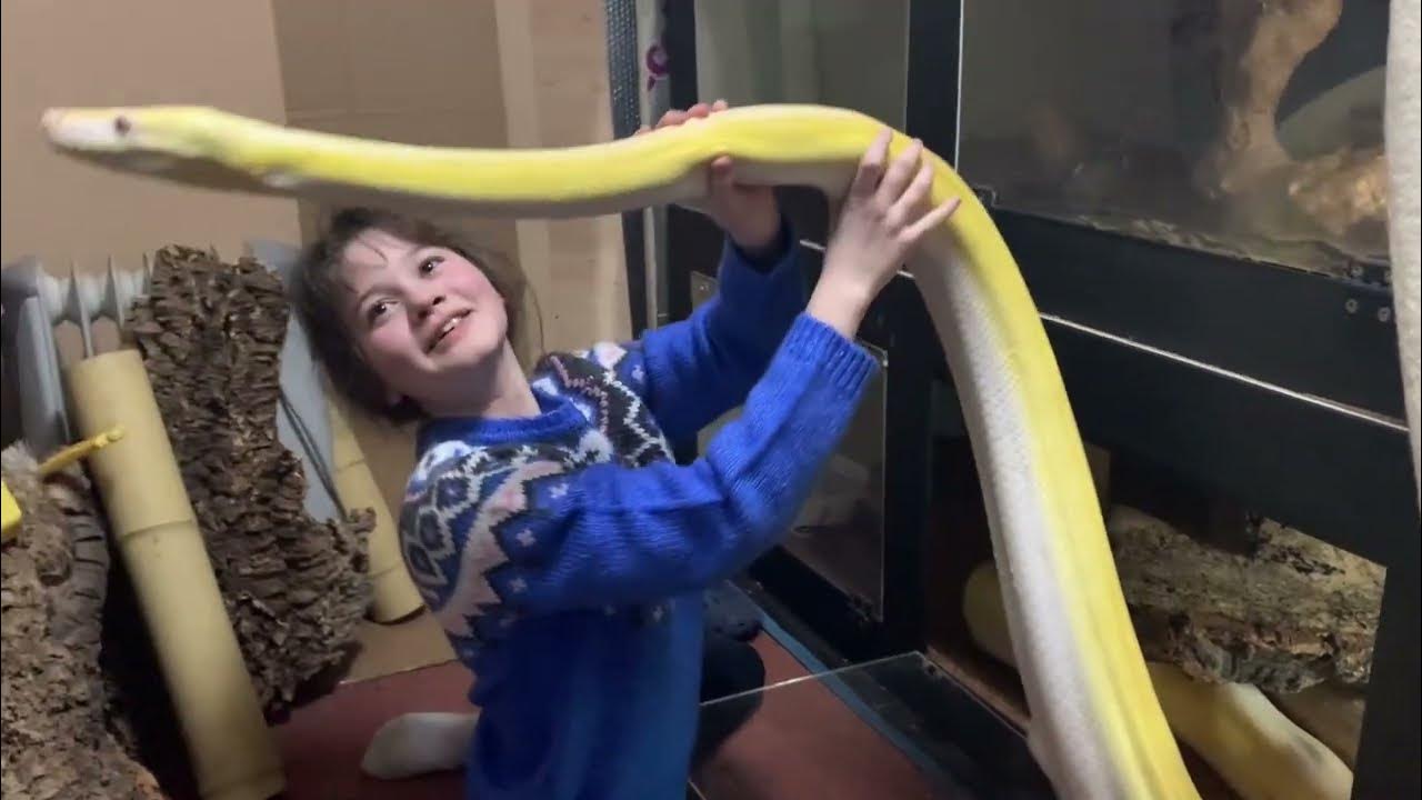 11 year old pulling out and interacting with 16ft Reticulated Python ...