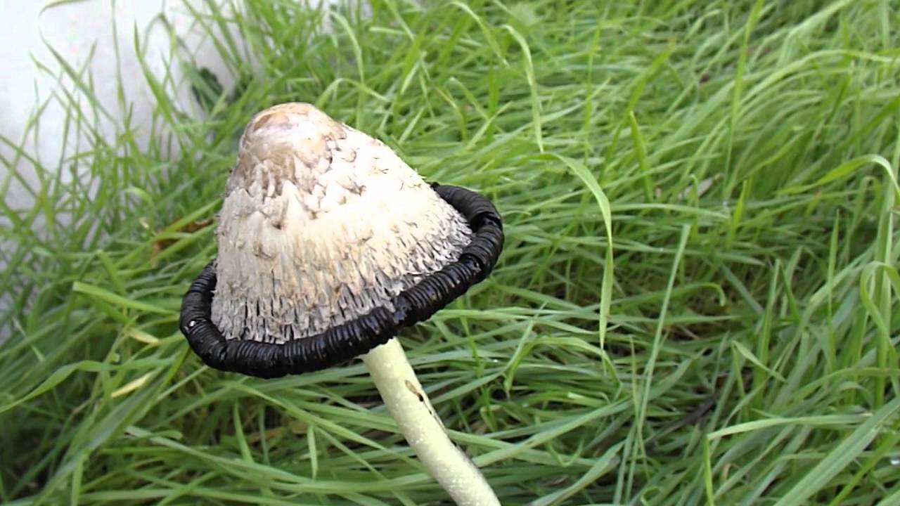 Gyapjas tintagomba - YouTube