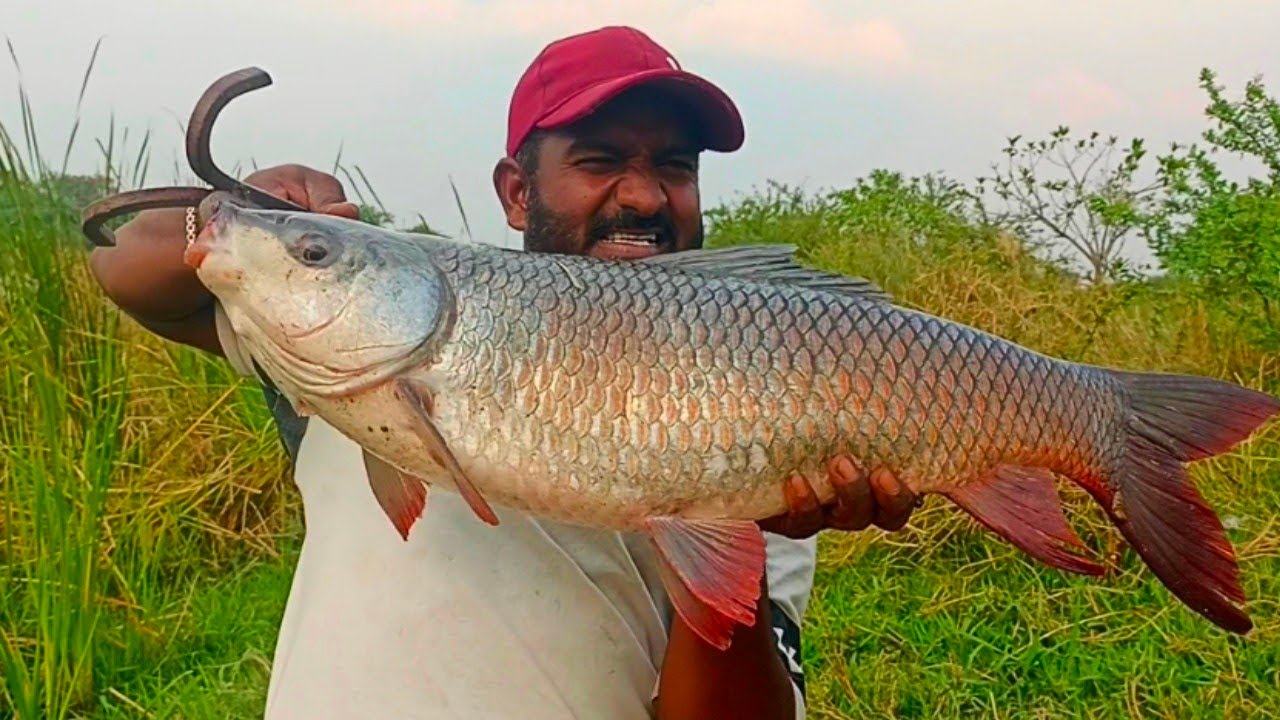 King Size Rohu Fish | Boccha Fishing Best Live Fishing Videos | Fish ...