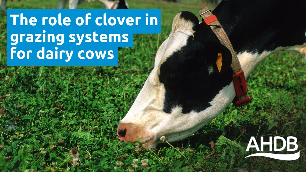 The role of clover in grazing systems for dairy cows - YouTube