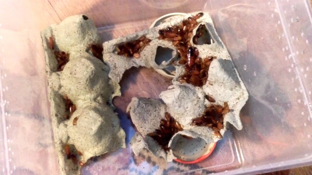 #94 Moja obecna hodowla karmowa Blatta lateralis karaczan tureckiego ...