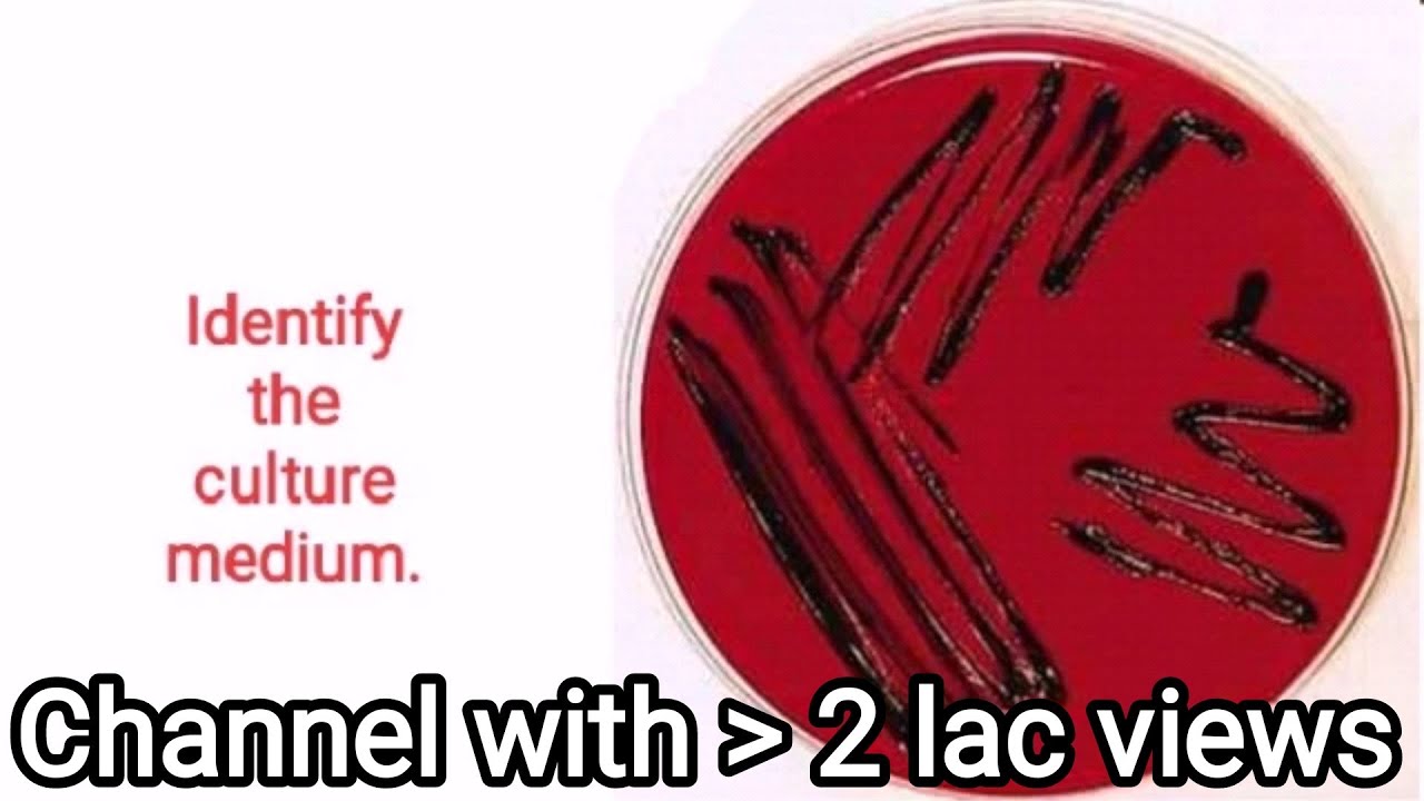 Bacteriology images - YouTube