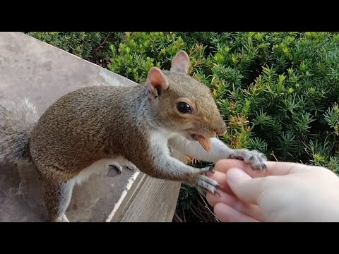 Quality time with my squirrels - YouTube