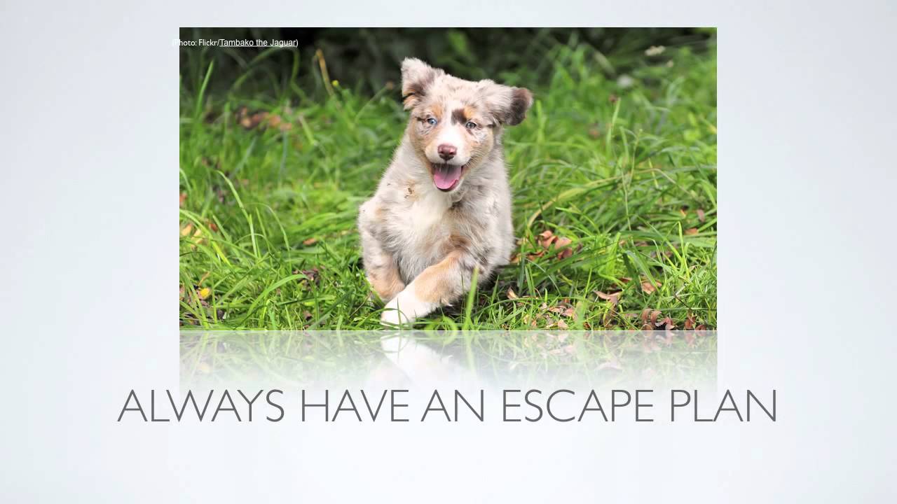 [Puppy Training Tips] How Do I Integrate My Puppy With Other Animals ...