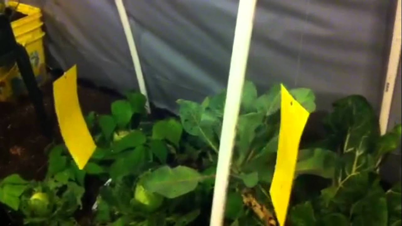 How to make whitefly fly paper! - YouTube