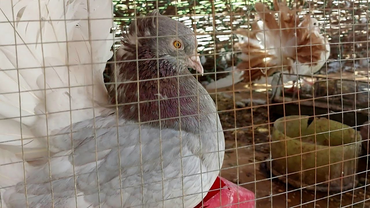 Ornamental pigeons inside the zoo - YouTube