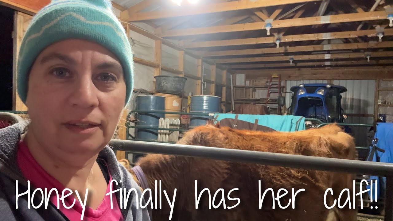 Calf Birth/Cow Giving Birth - YouTube