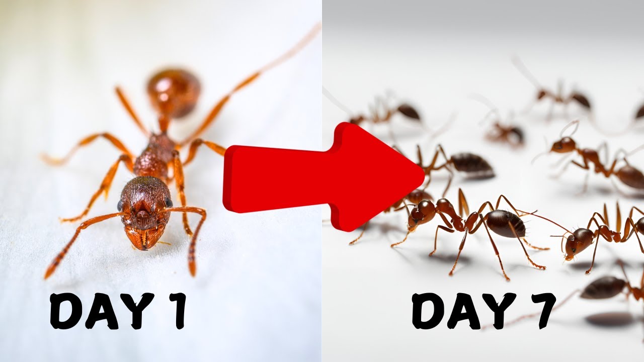 1 Week Transformation Of My Ant Colony - YouTube