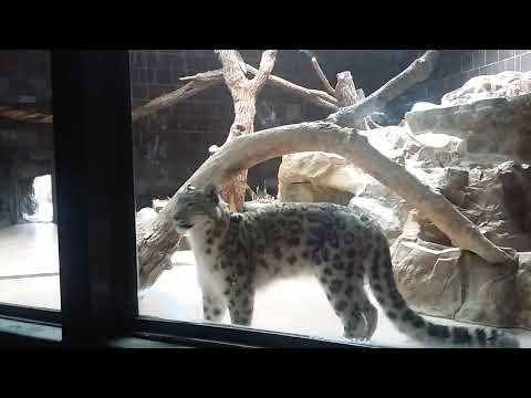 Snow Leopards playing at Henry Doorly Zoo in Omaha