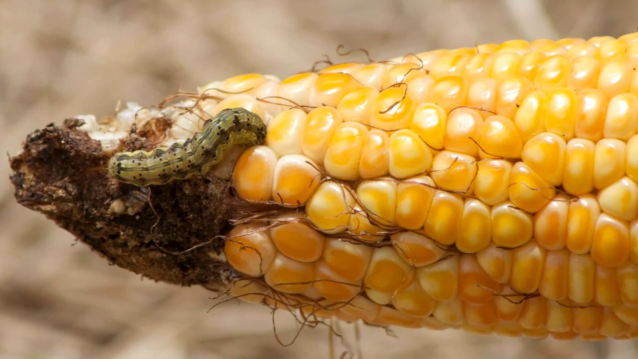 WSU Finds Solutions For Corn Pests | Washington Grown - YouTube