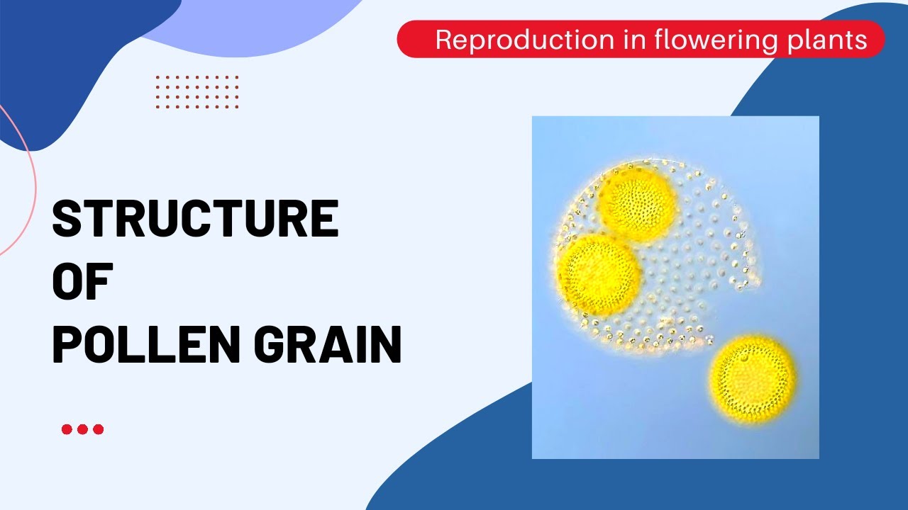 Structure Of Pollen Grain Best Ever Study With Amazing Explanation ...