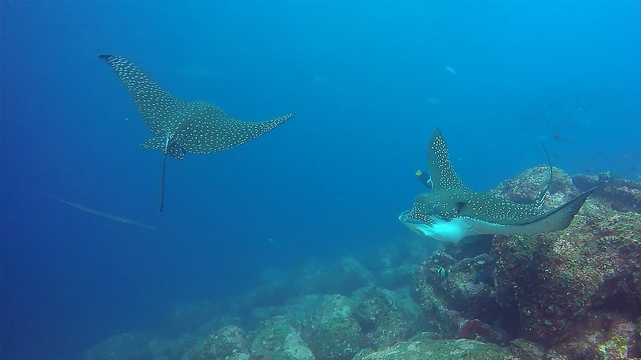Fearless stingrays swim right through hammerhead shark gauntlet - YouTube