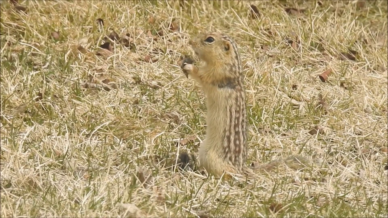 Thirteen-striped Ground Squirrel Eating & Searching - YouTube