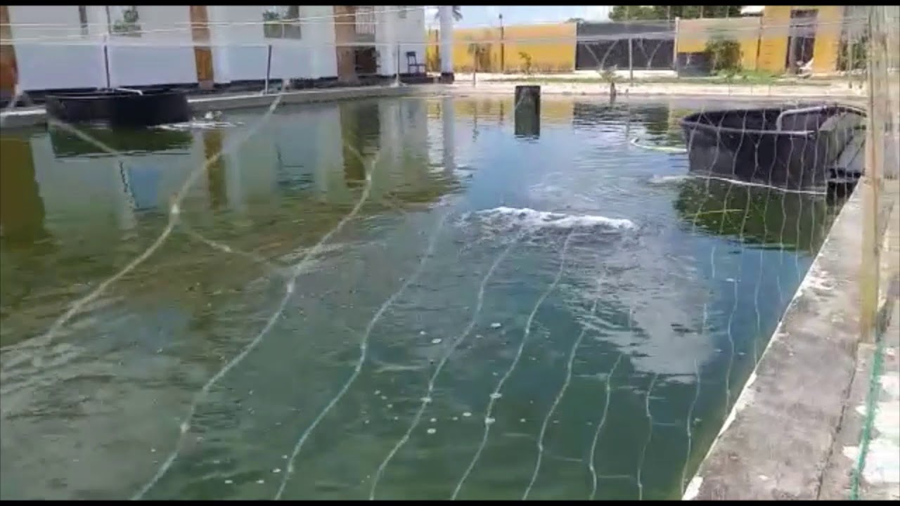 GV02 FisHub RAS pond system - YouTube