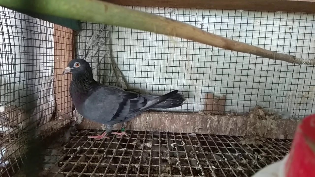 High flying pigeon Parava pravu Aaa 87 - YouTube