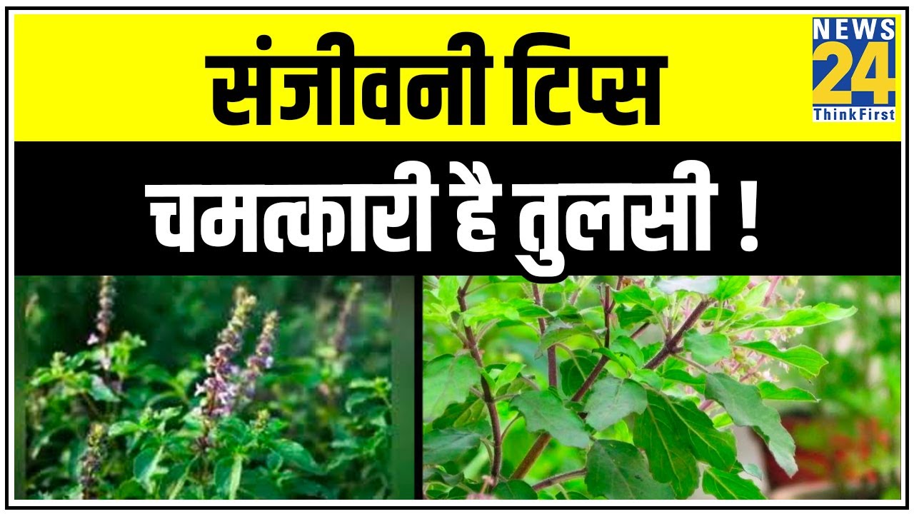 Sanjeevani: डॉ. प्रताप चौहान से जानिए तुलसी के पत्ते कैसे दूर करेंगे हर ...
