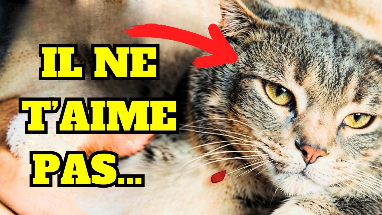 12 signes que ton chat ne t’aime pas vraiment ! - YouTube