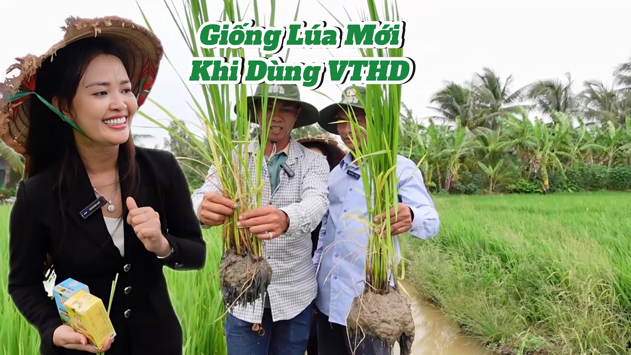 Giống Lúa Mới Này Trên 200 Hạt Khi Sử Dụng Bộ 3 VTHD - YouTube