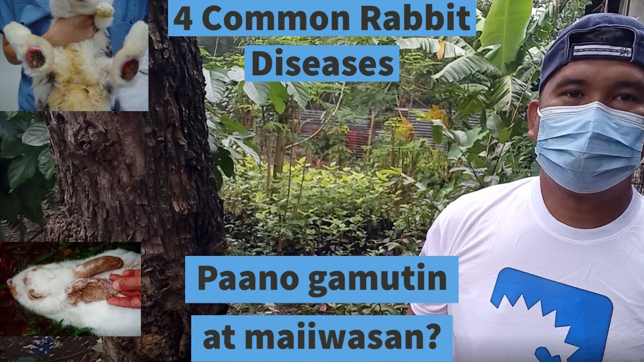 Rabbit Farming in the Philippines (4 Common Rabbit Diseases) - YouTube