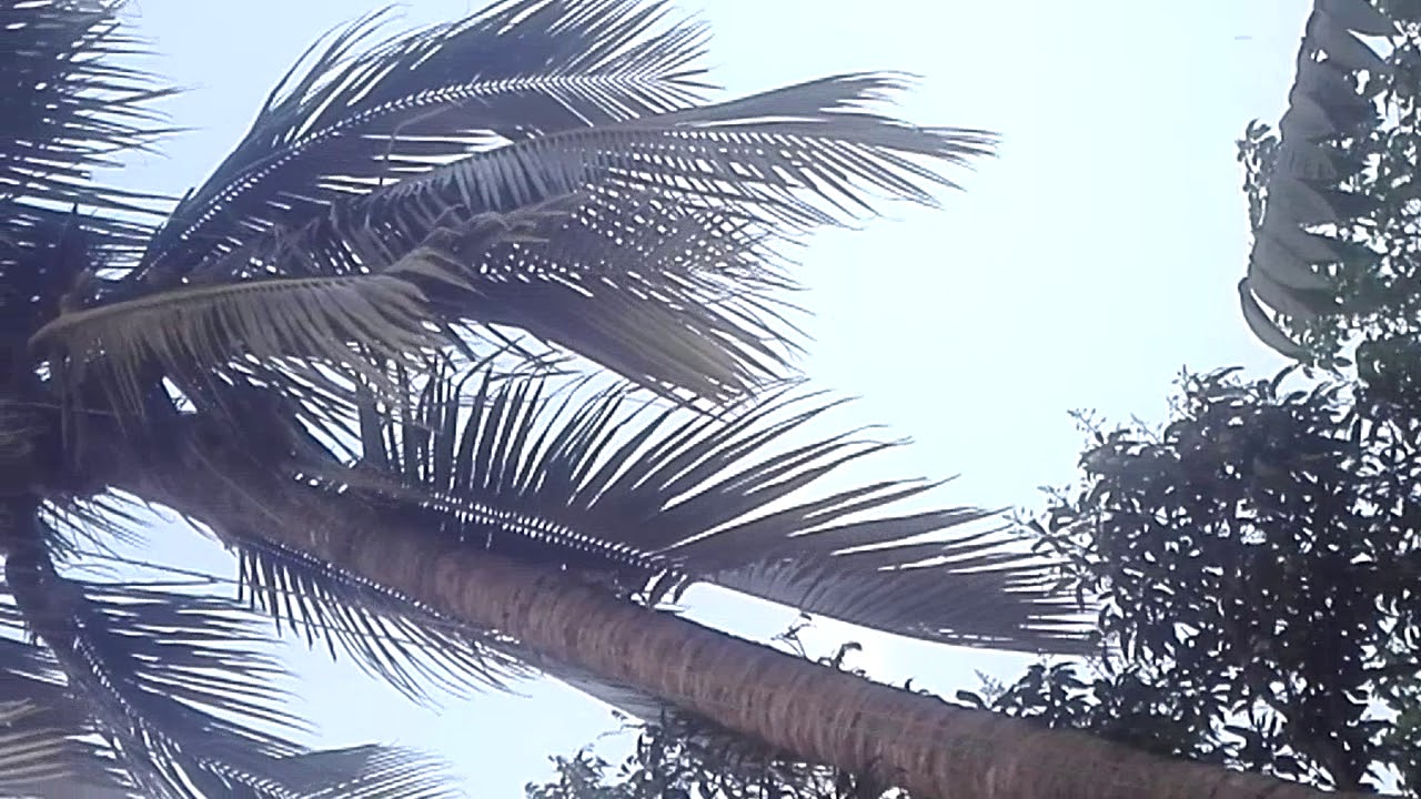 নারকেল , কিভাবে নারকেল পারতে হয় দেখেন narkel churi,, dekhle voi paben ...