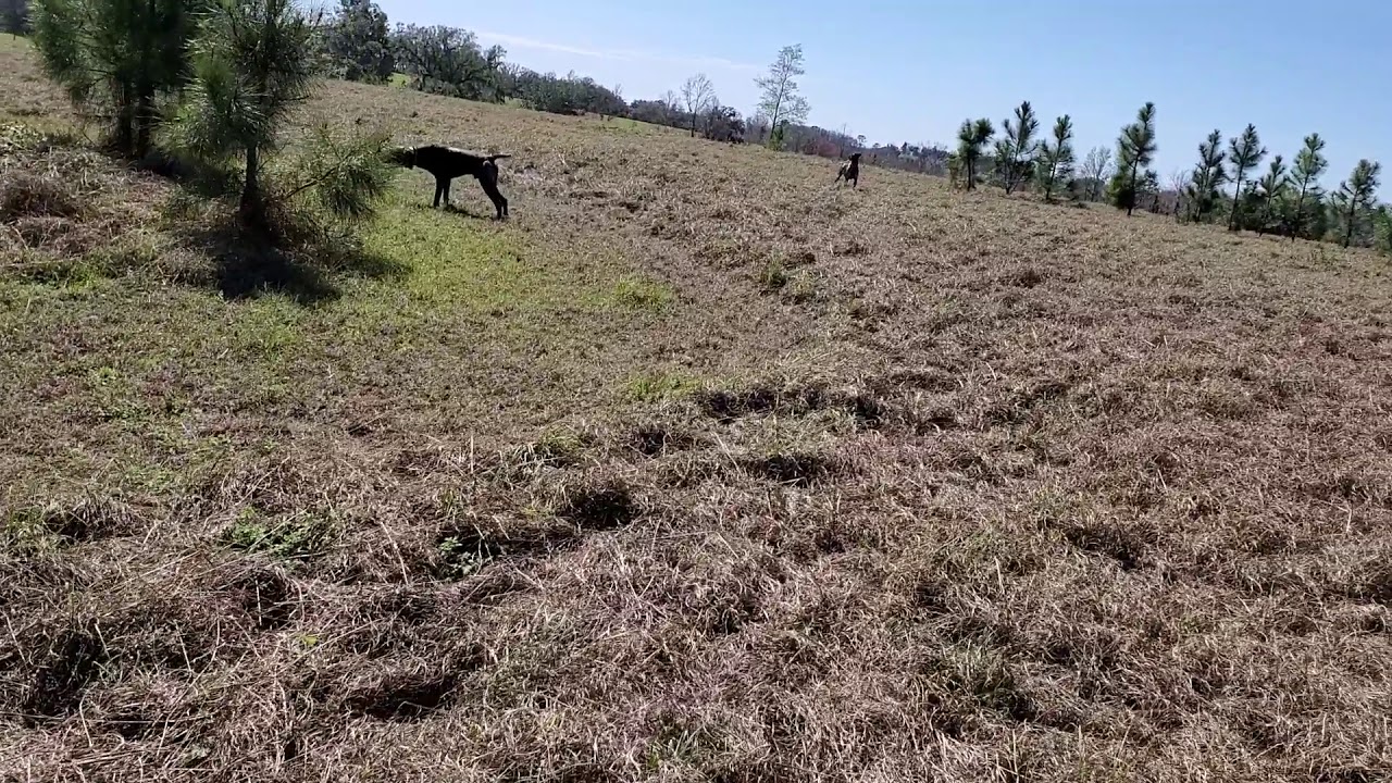 Wild flush T&D 2.22.20 - YouTube