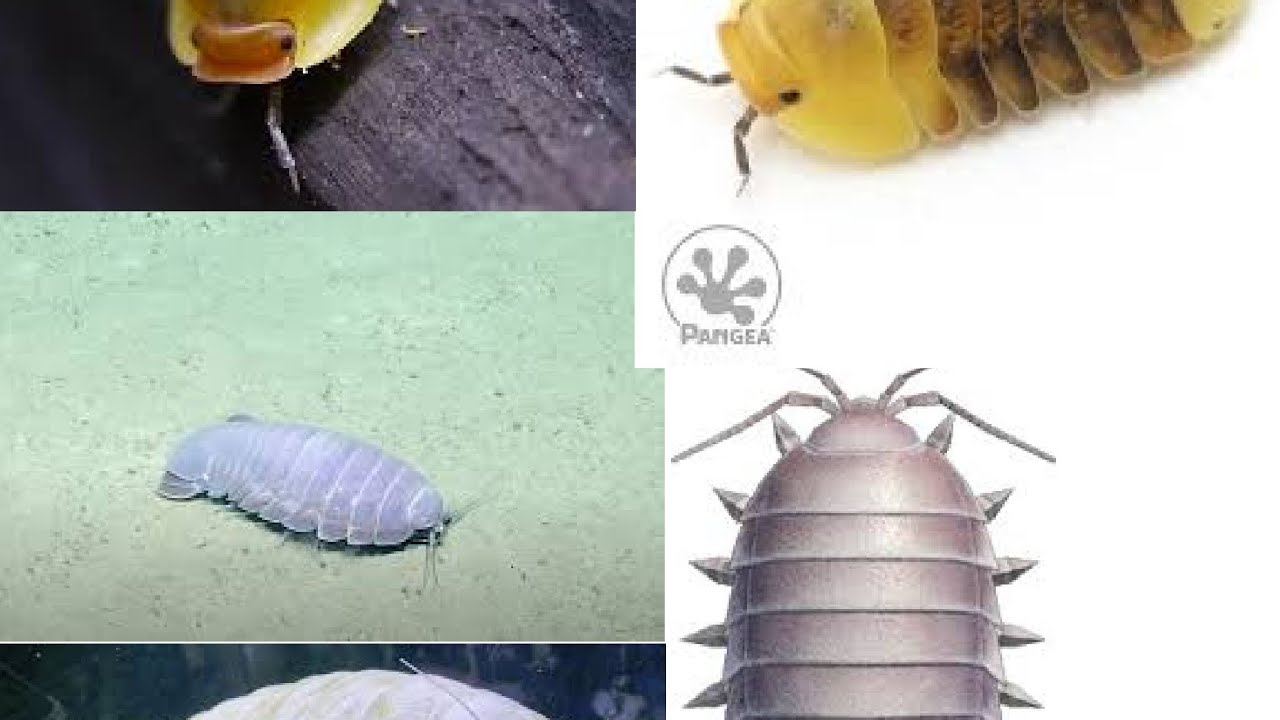 the first isopod game on fancade - YouTube