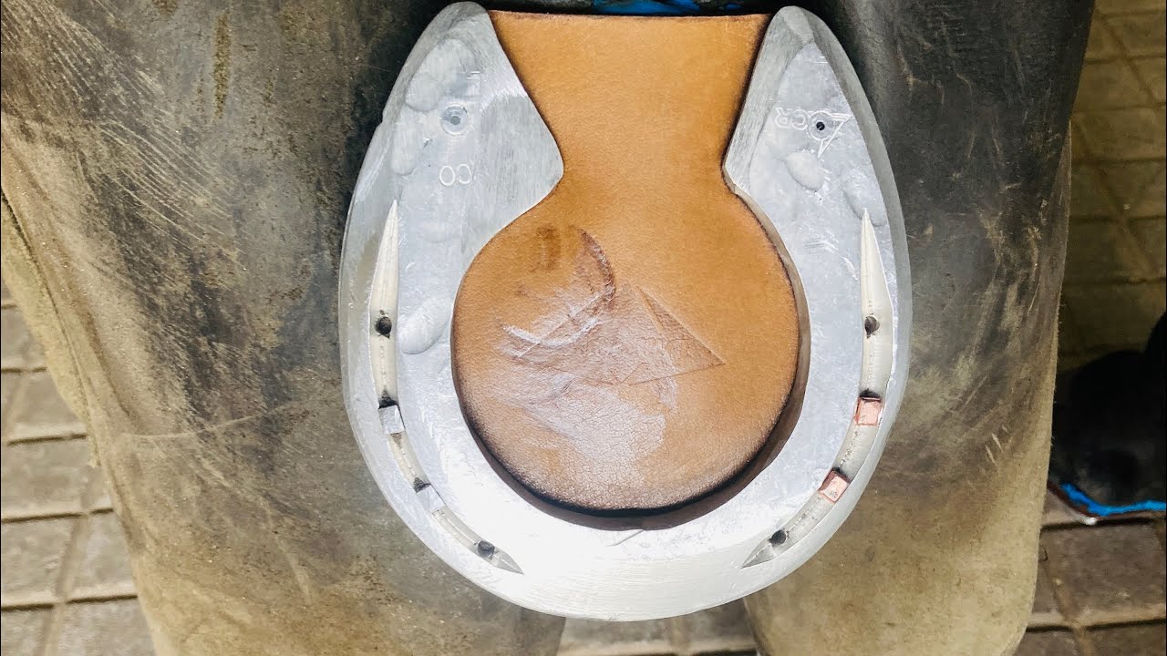Epoxy Horse Hoof Repair at Lachlan Macadie blog
