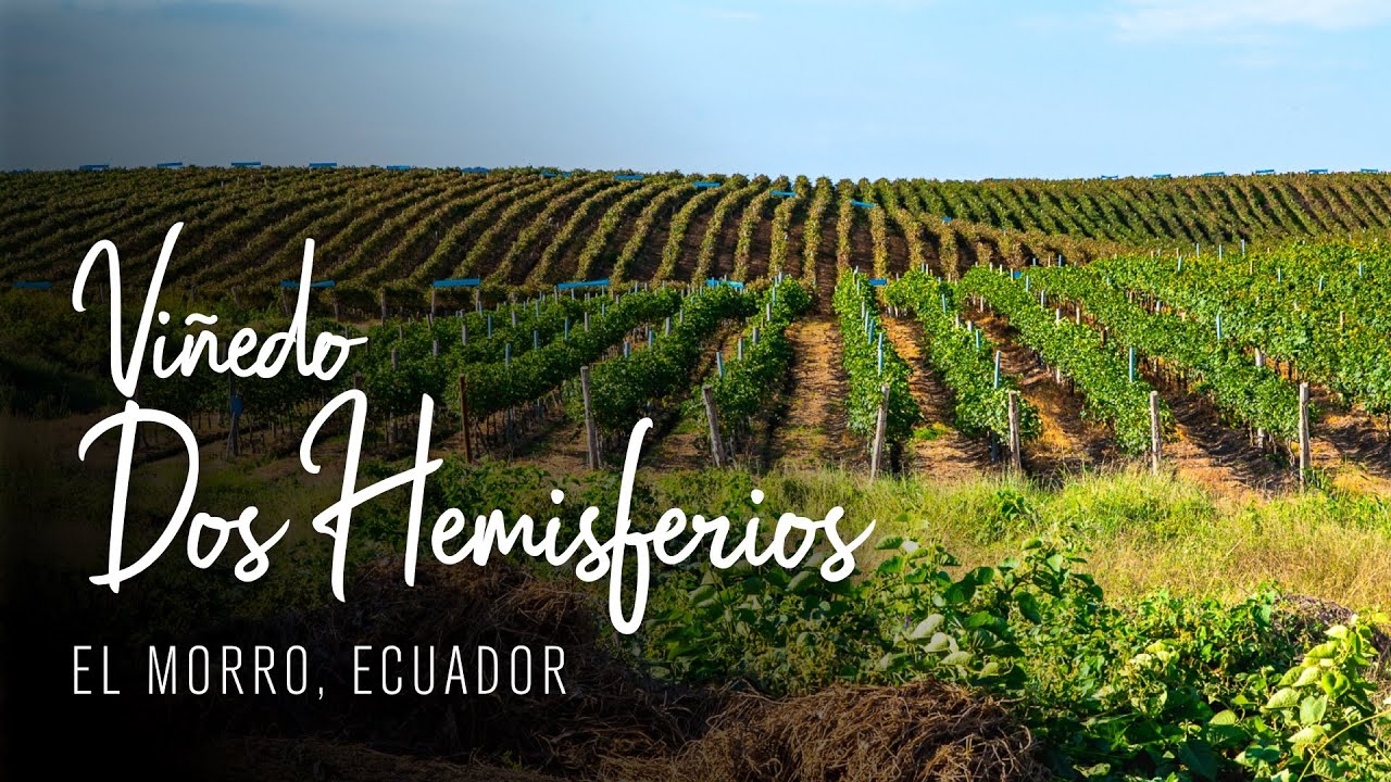 Viñedo Dos Hemisferios, Ecuador - YouTube