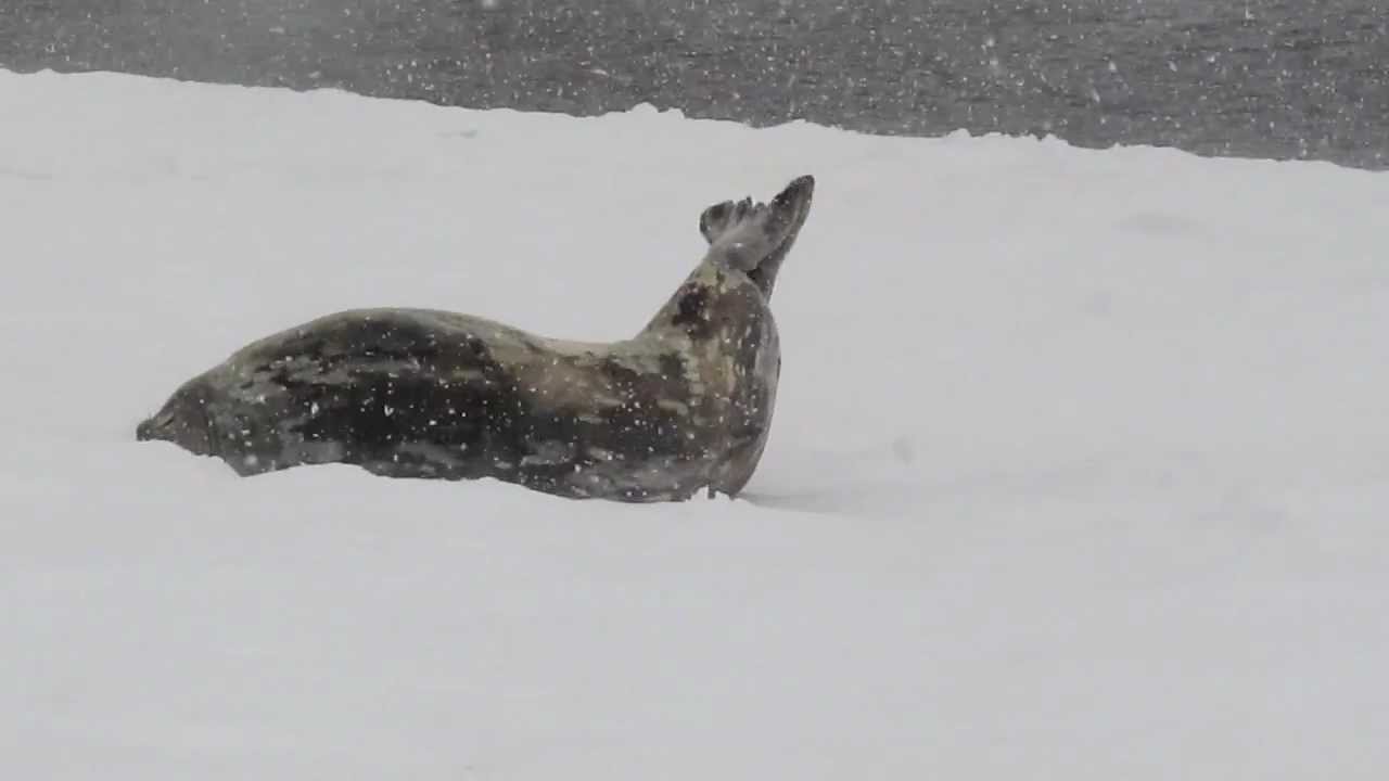 Foca na neve / Seal in snowfall (Antarctica, 19.01.2013) - YouTube