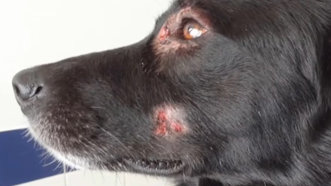 Dermatitis húmeda, una infección cutánea aguda en perros - YouTube
