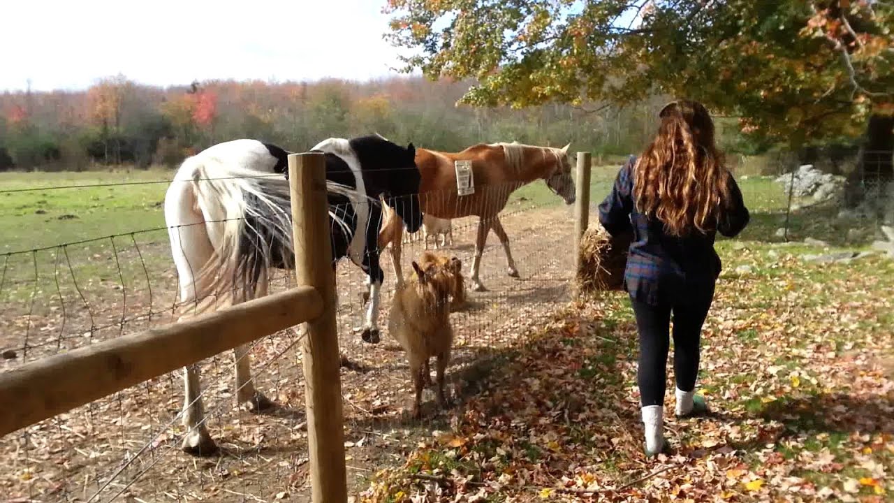 20131013 Rosasharn Farm - YouTube